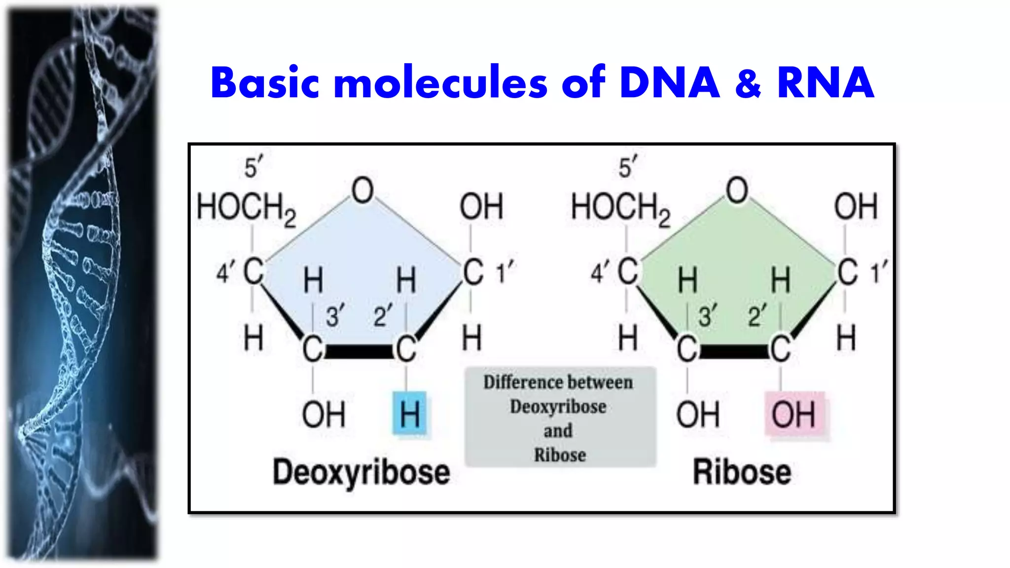 Biomolecules ; Nucleic acids | PPTX