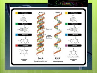 Nucleic Acids.pptx