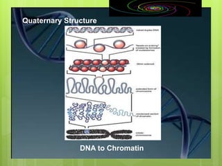 Nucleic Acids.pptx