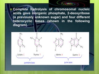 Nucleic Acids.pptx
