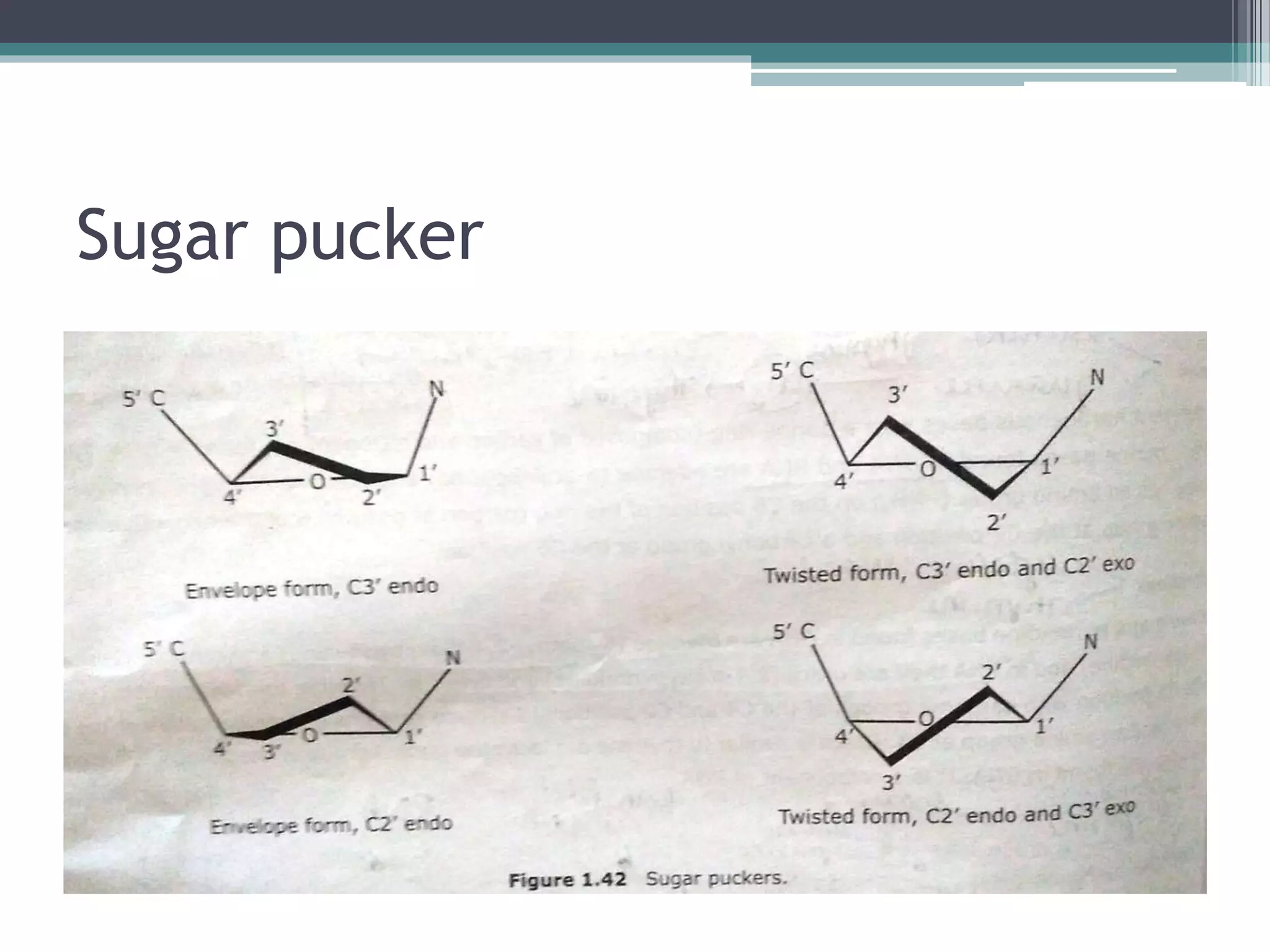 Nucleic acids.pptx