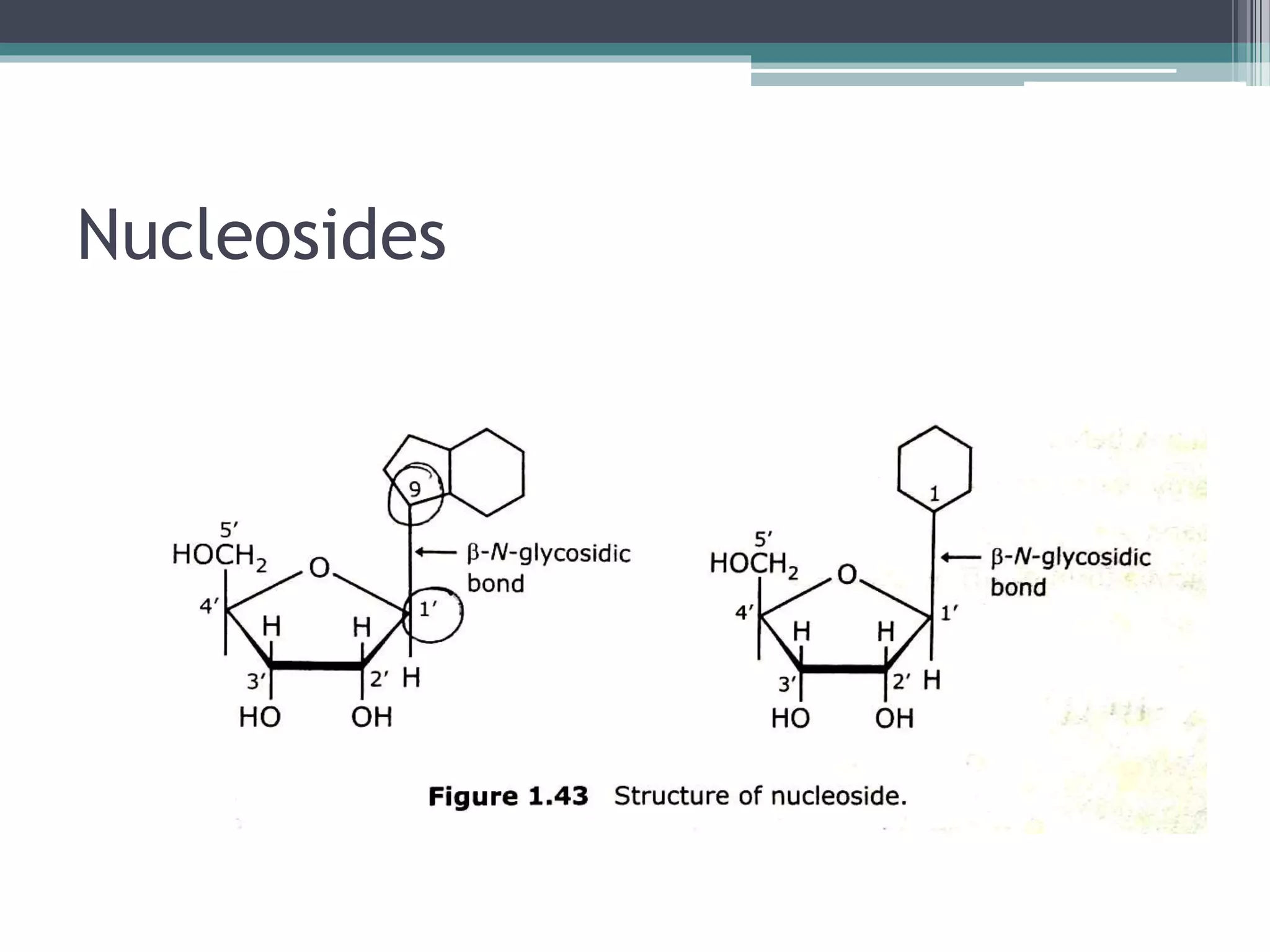 Nucleic acids.pptx