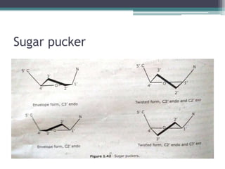 Nucleic acids.pptx