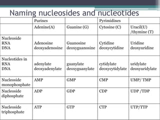 Nucleic acids.pptx