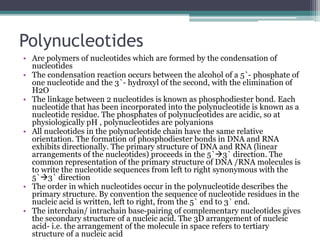 Nucleic acids.pptx