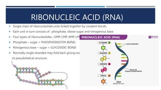 NUCLEIC ACIDS.pptx