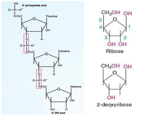 NUCLEIC ACIDS.ppt... biochemistry for nurses | PPT