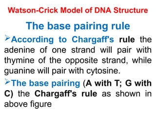 NUCLEIC ACIDS.ppt... biochemistry for nurses | PPT