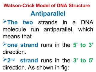 NUCLEIC ACIDS.ppt... biochemistry for nurses | PPT
