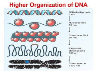 NUCLEIC ACIDS.ppt... biochemistry for nurses | PPT