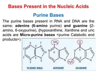 NUCLEIC ACIDS.ppt... biochemistry for nurses | PPT