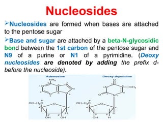 NUCLEIC ACIDS.ppt... biochemistry for nurses | PPT