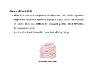 Nucleic acids.pptxdnjssnnsnsnssnsnnsnsnssj | PPT