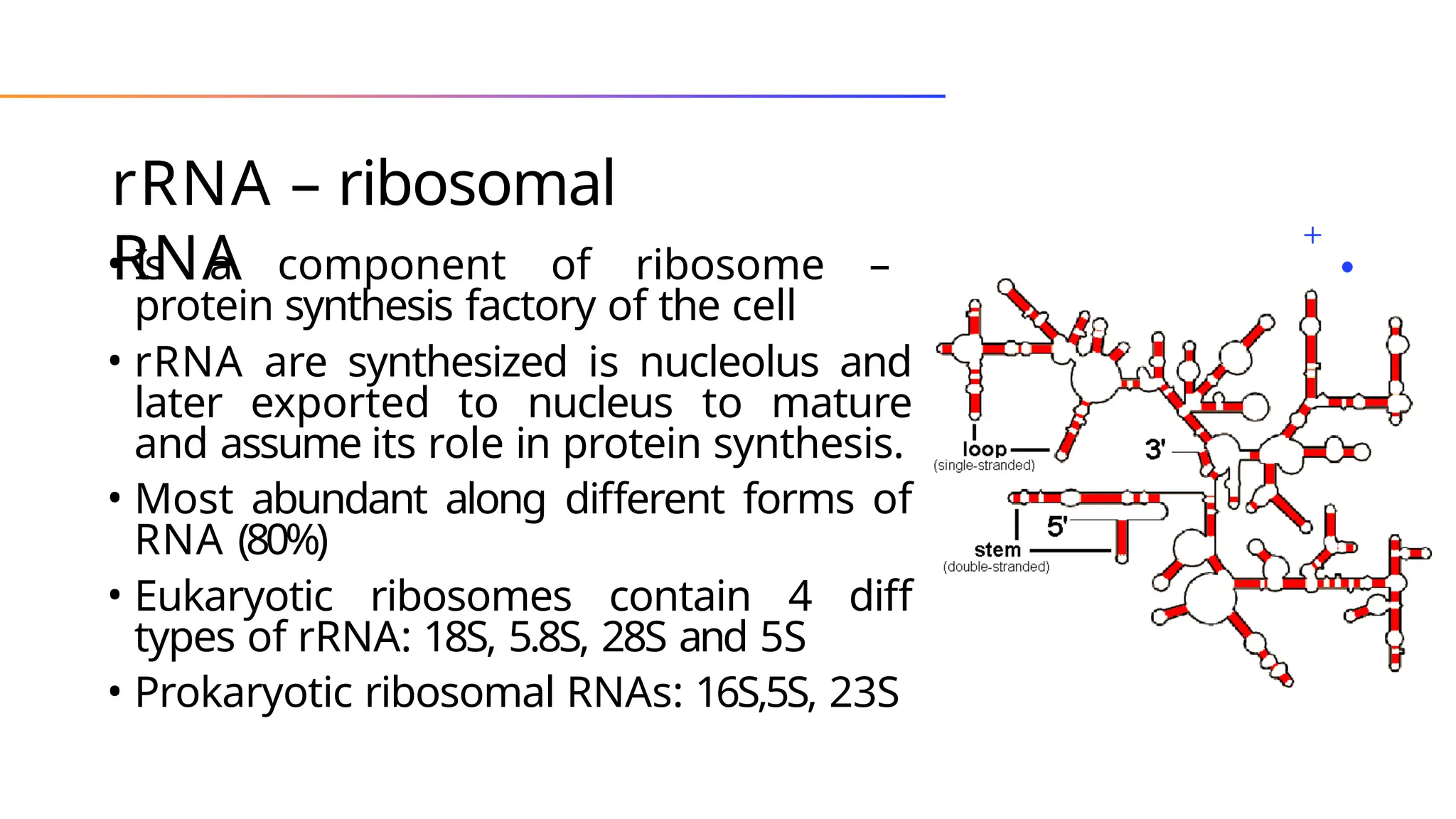 Biological Macromolecule - Nucleic Acids.pptx