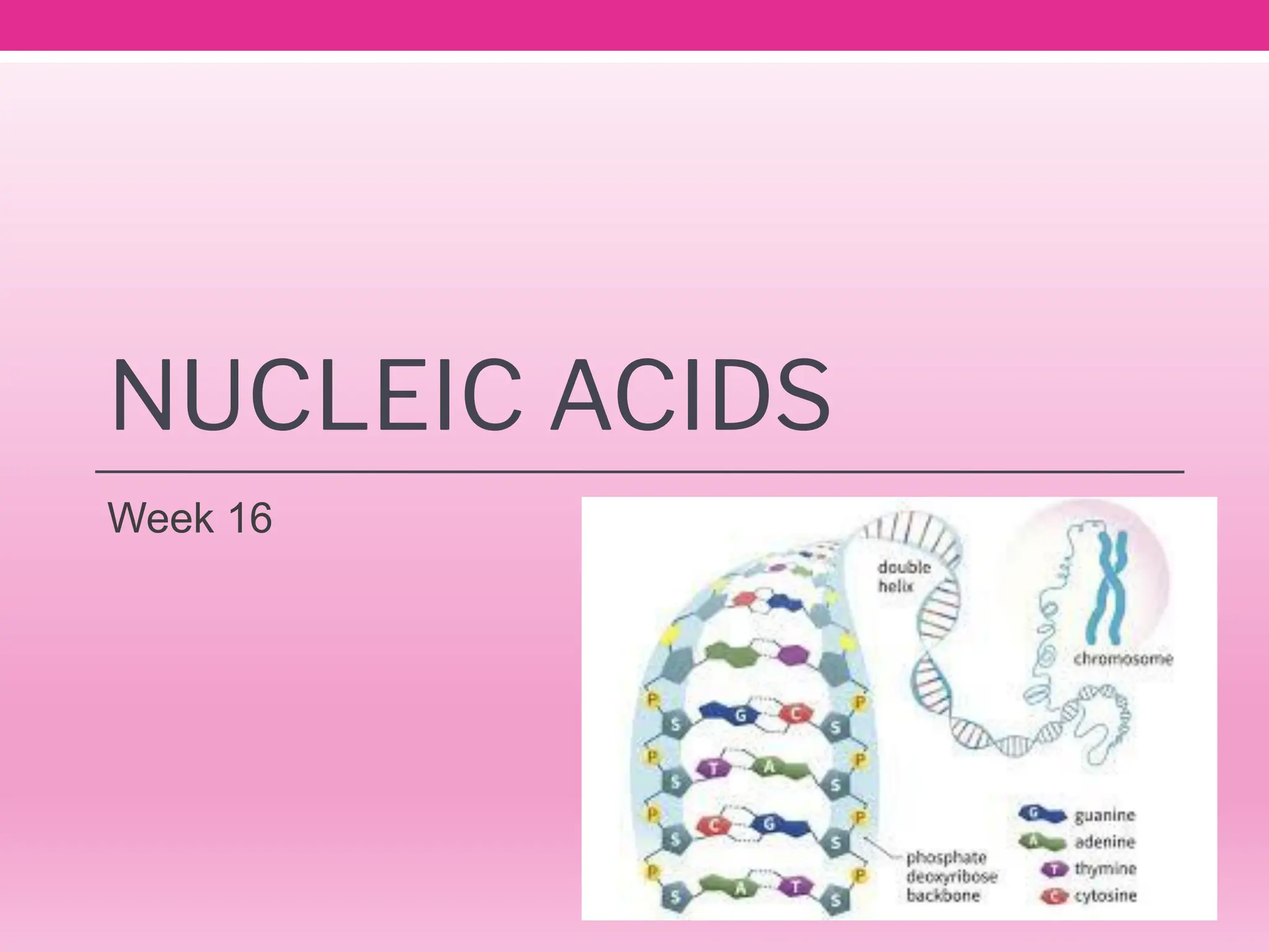NUCLEIC ACIDS ( Types, Components, Structure) | PPT