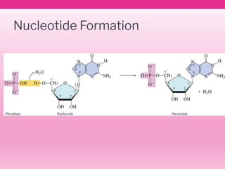NUCLEIC ACIDS ( Types, Components, Structure) | PDF