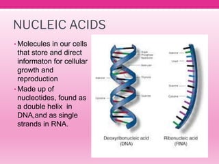 NUCLEIC ACIDS ( Types, Components, Structure) | PDF