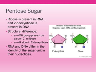 NUCLEIC ACIDS ( Types, Components, Structure) | PDF