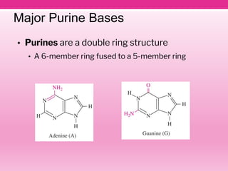 NUCLEIC ACIDS ( Types, Components, Structure) | PPT