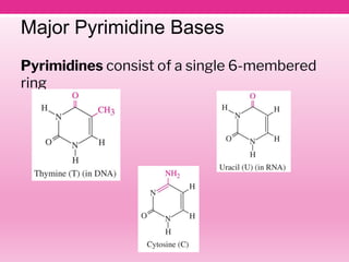 NUCLEIC ACIDS ( Types, Components, Structure) | PPT