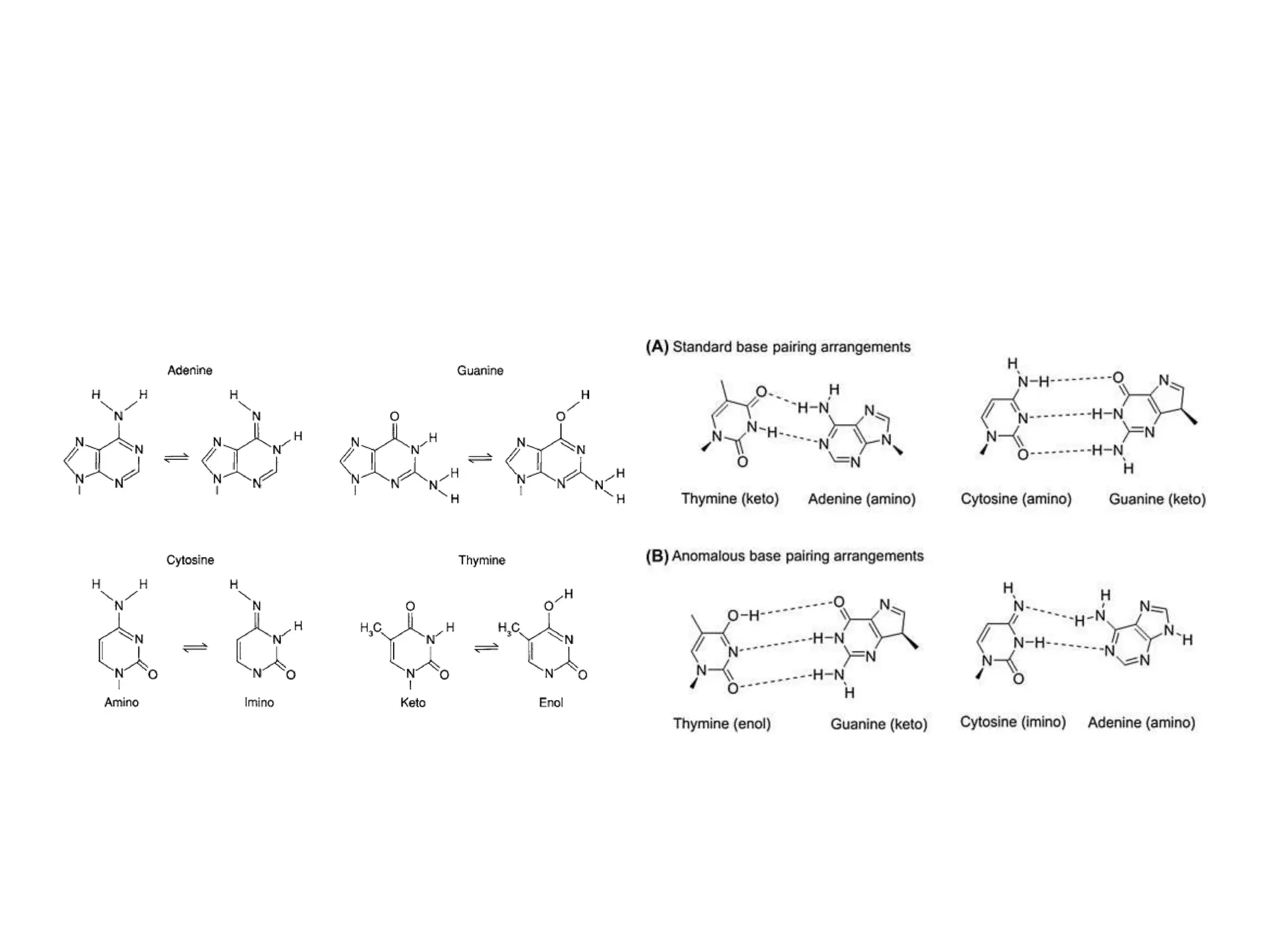 Nucleic acids | PPT