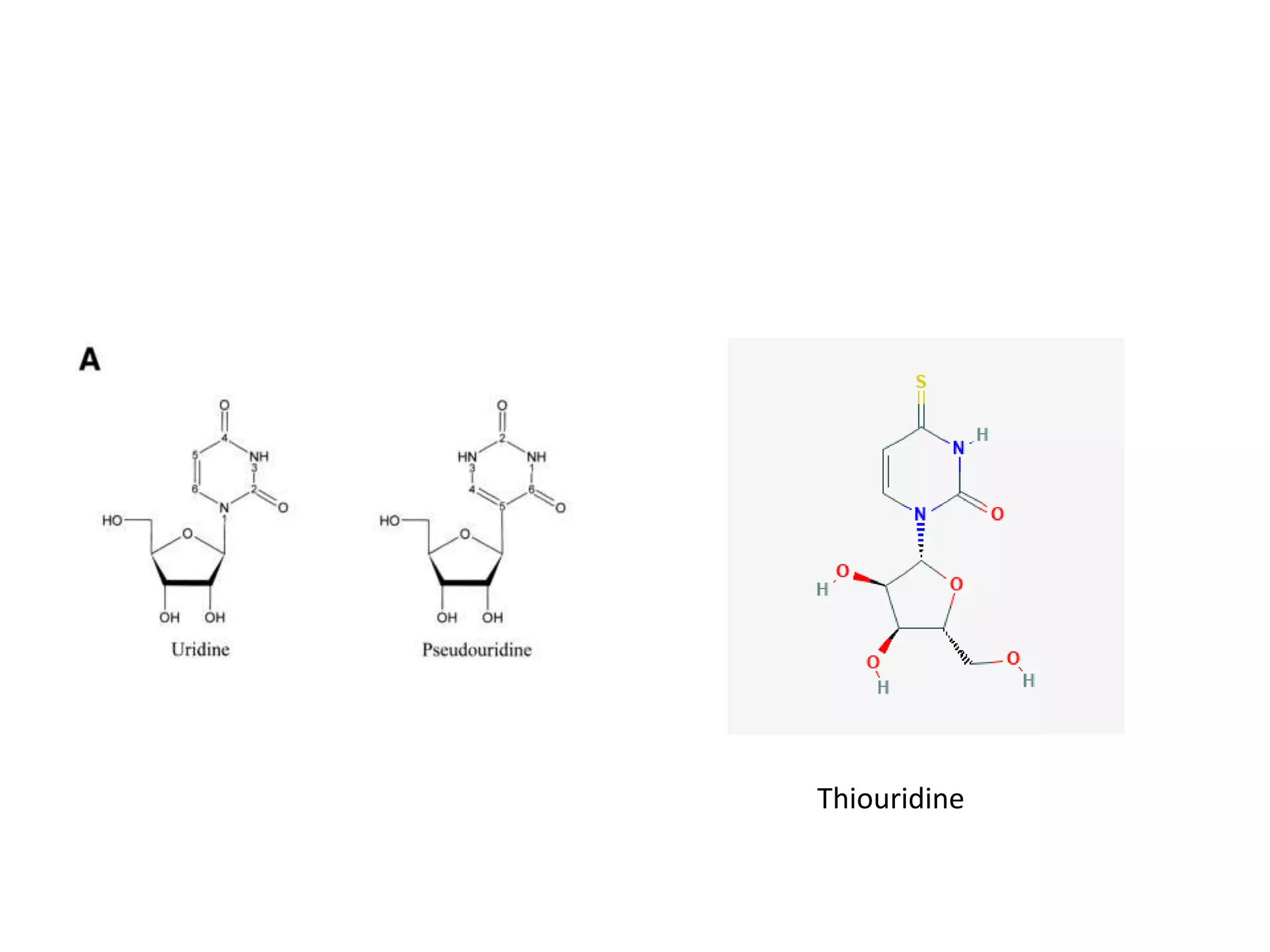 Nucleic acids | PPT