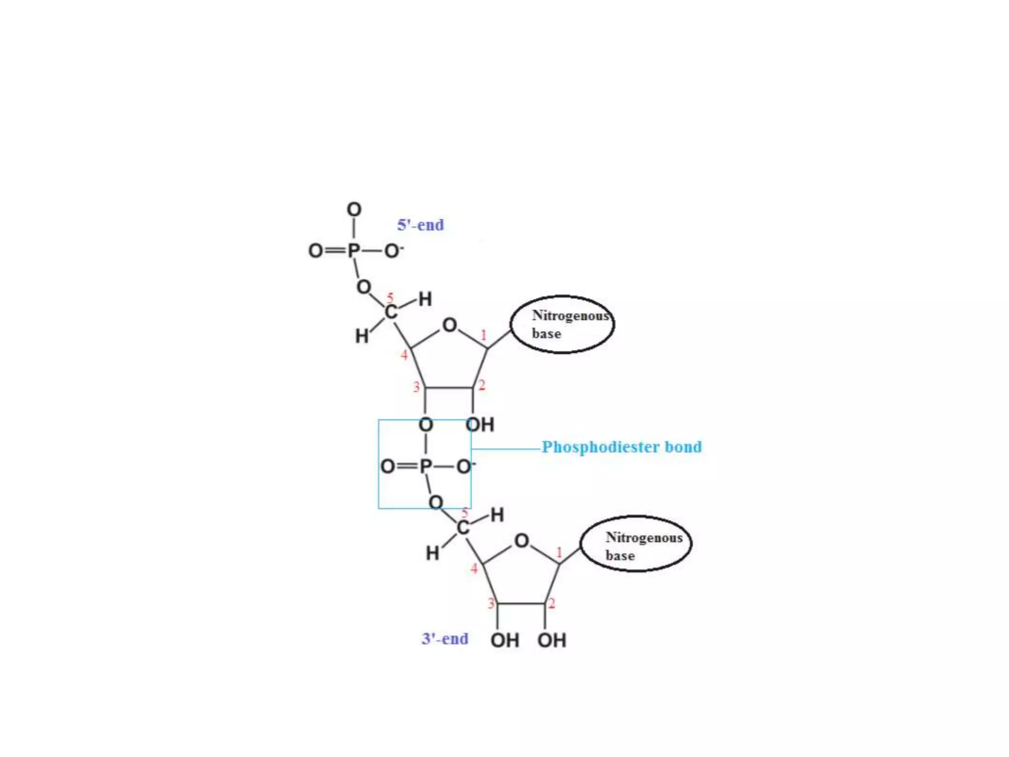 Nucleic acids | PPT