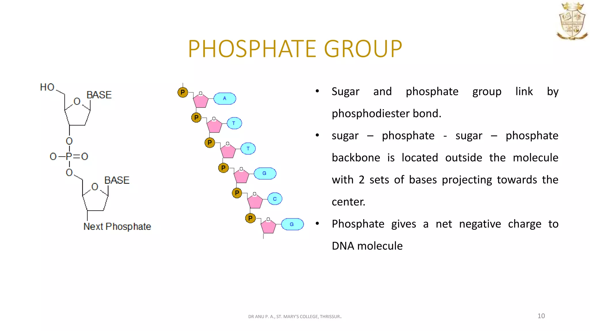 Nucleic Acids Structure Function Pptx