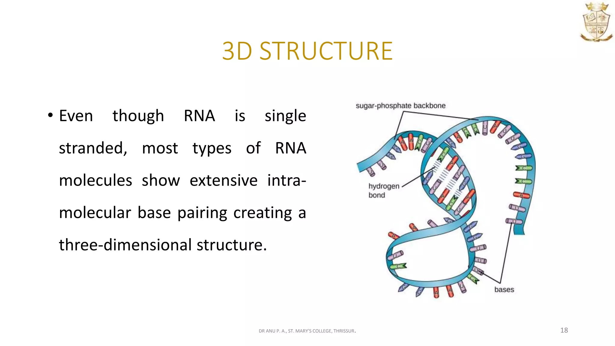 Nucleic acids structure & function | PPTX