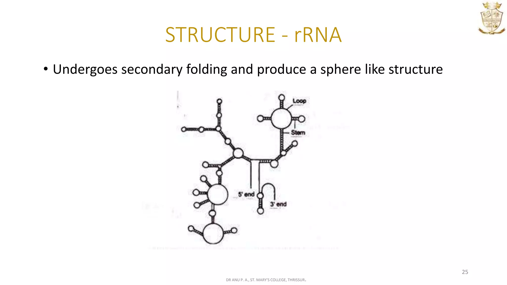 Nucleic Acids Structure Function Pptx