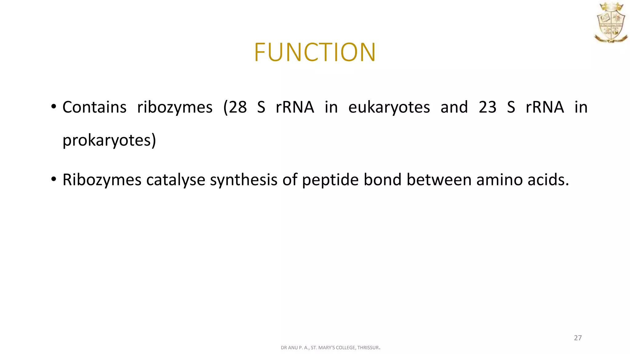 Nucleic acids structure & function | PPTX