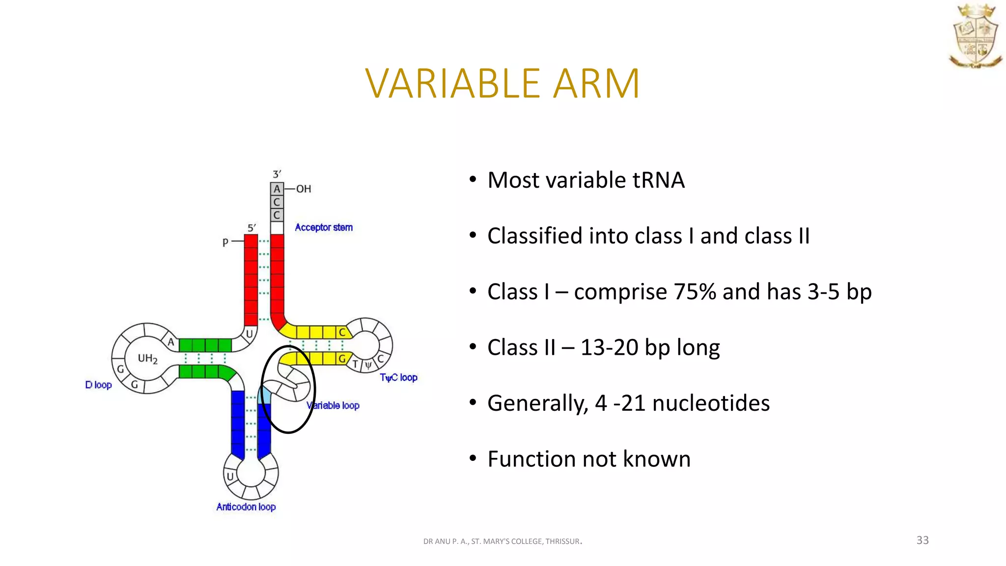 Nucleic Acids Structure Function Pptx