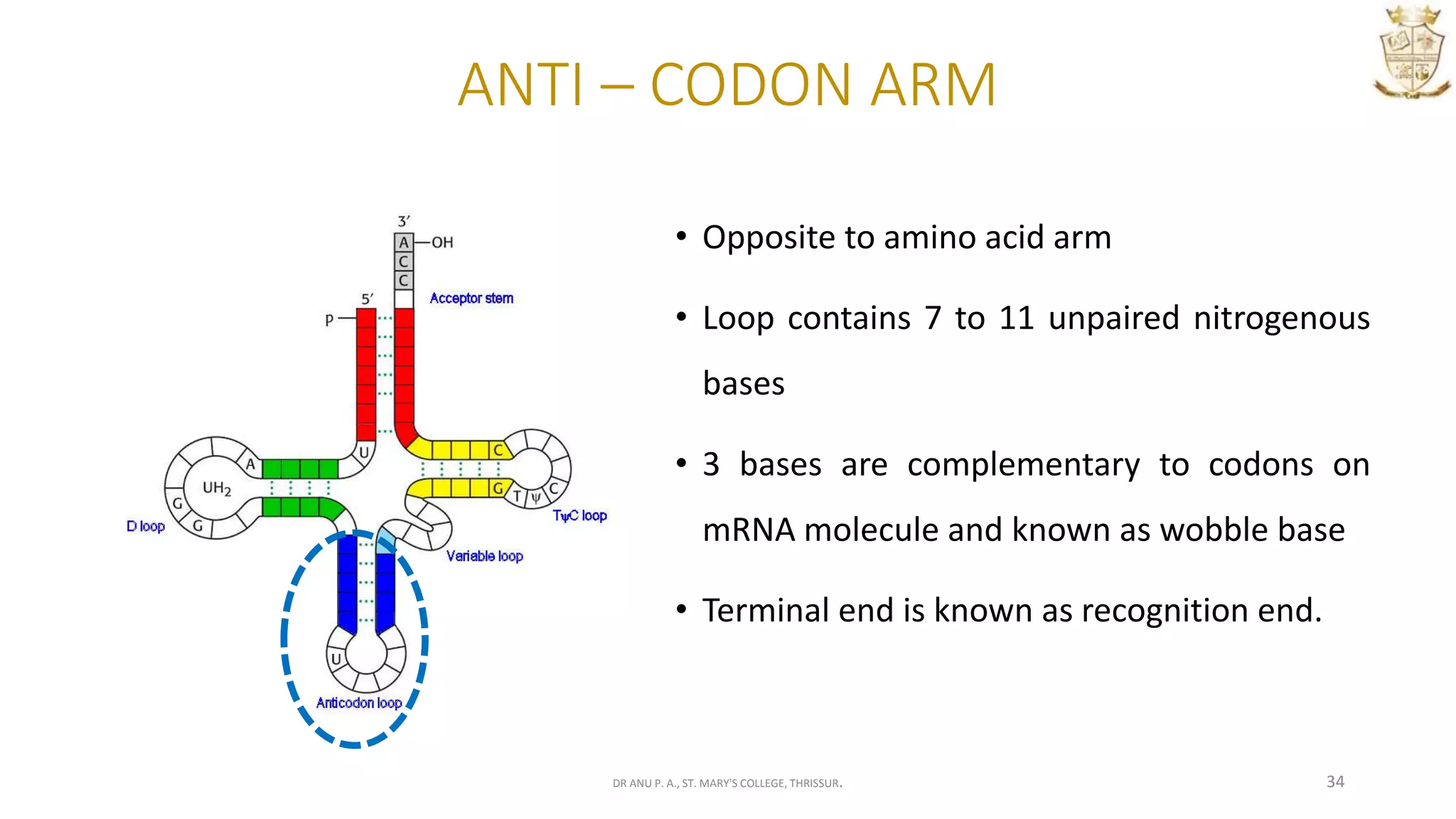 Nucleic acids structure & function | PPTX