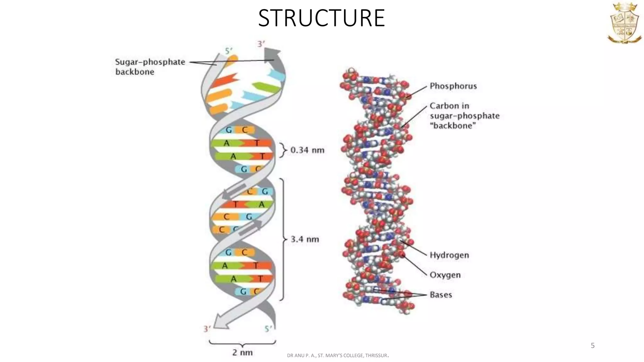 Nucleic Acids Structure Function Pptx