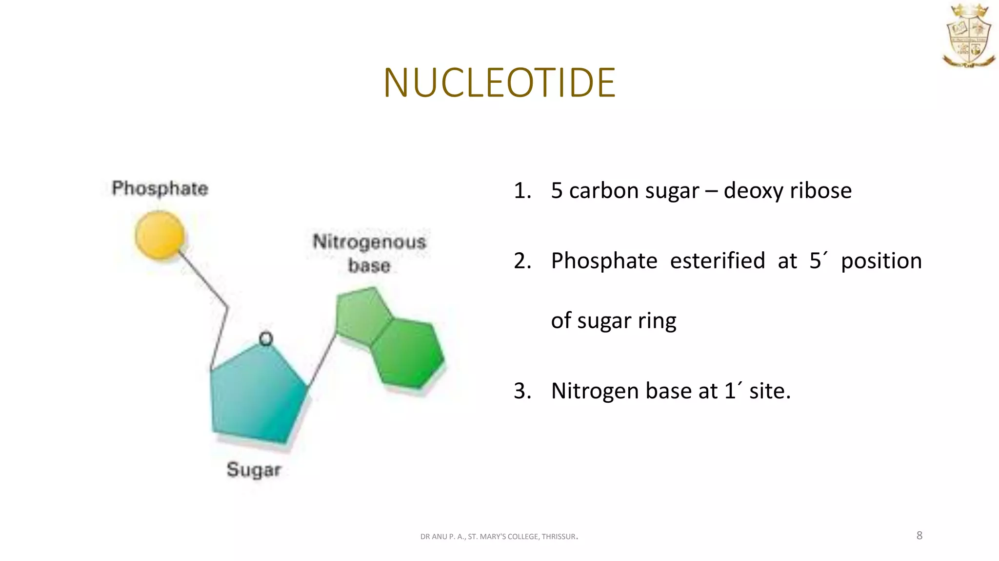 Nucleic acids structure & function | PPTX
