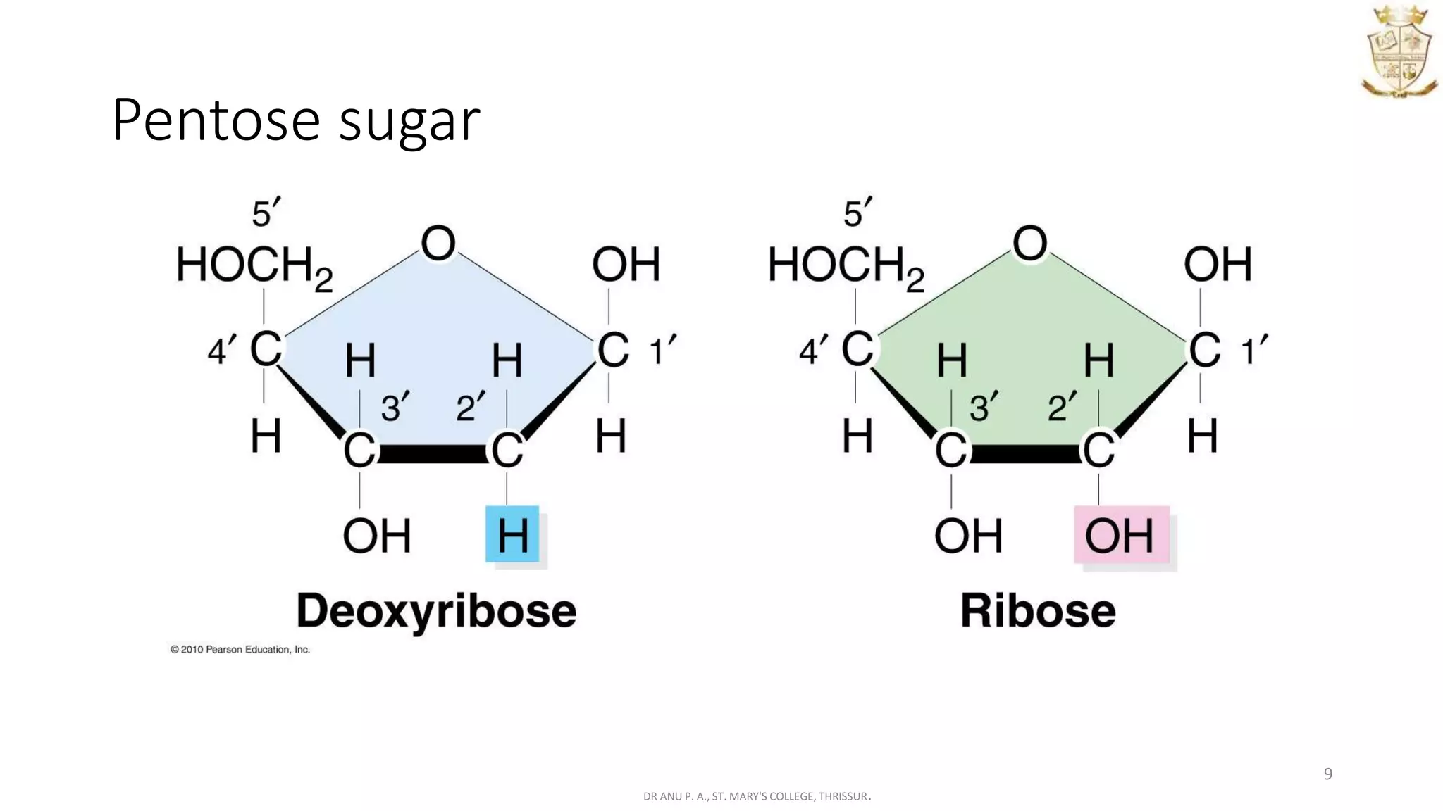 Nucleic Acids Structure Function Pptx
