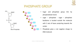 Nucleic acids structure & function | PPTX