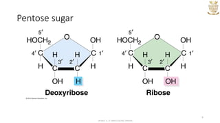 Nucleic acids structure & function | PPTX