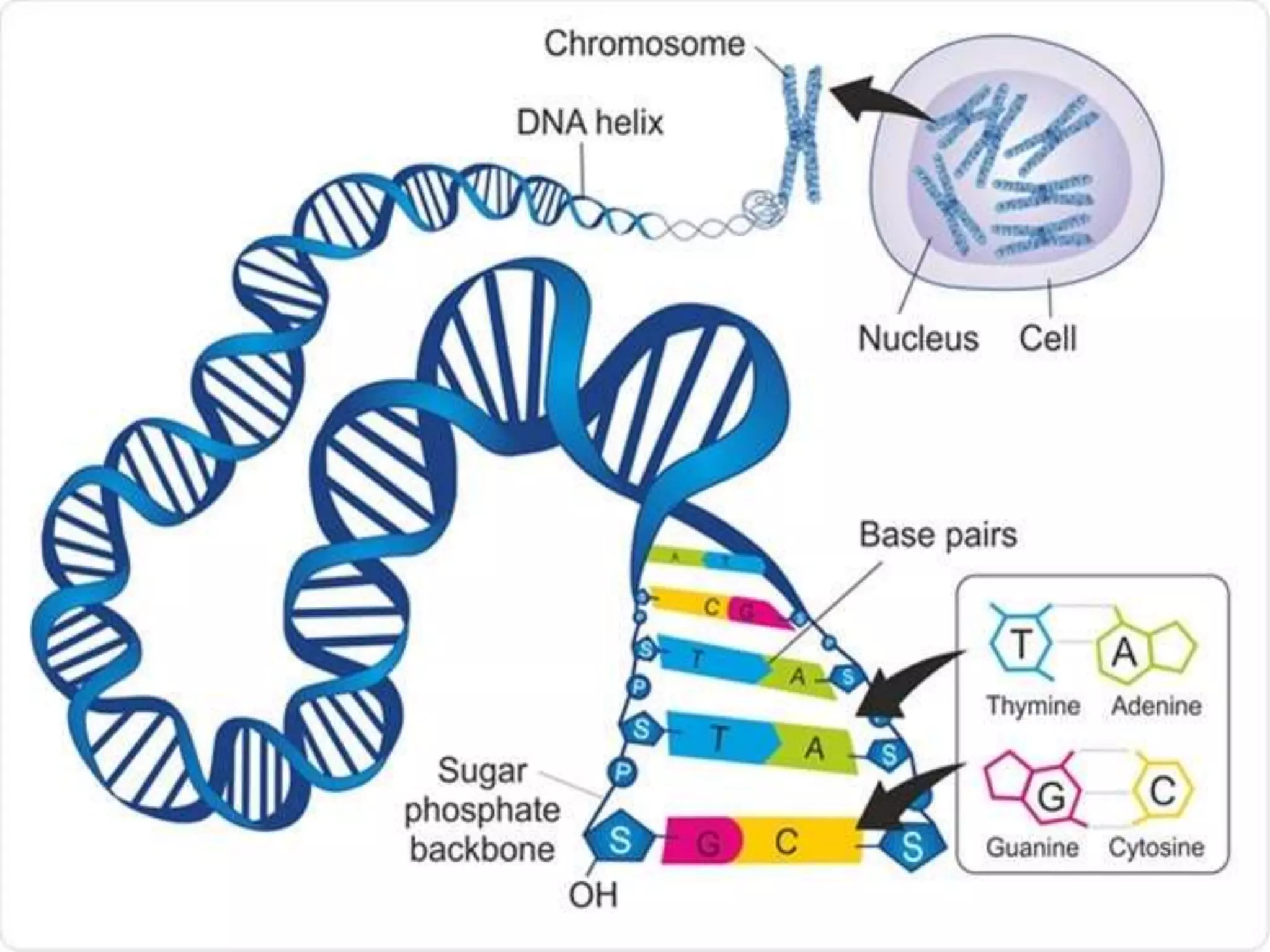 Nucleic acids types and structural overview | PPTX