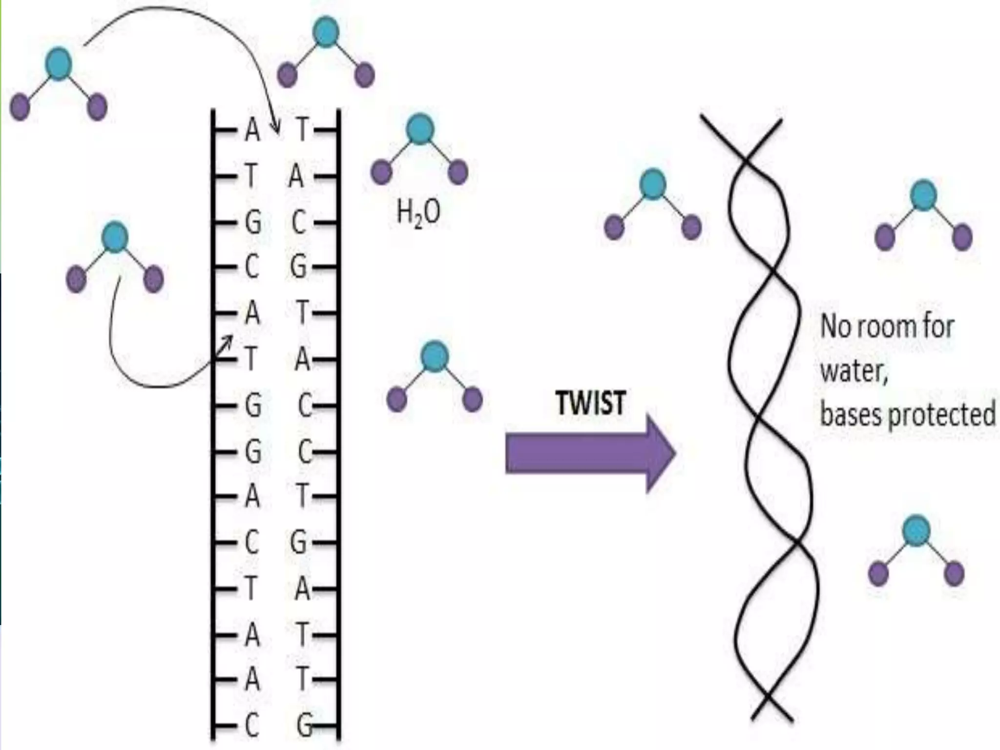 Nucleic acids types and structural overview | PPTX