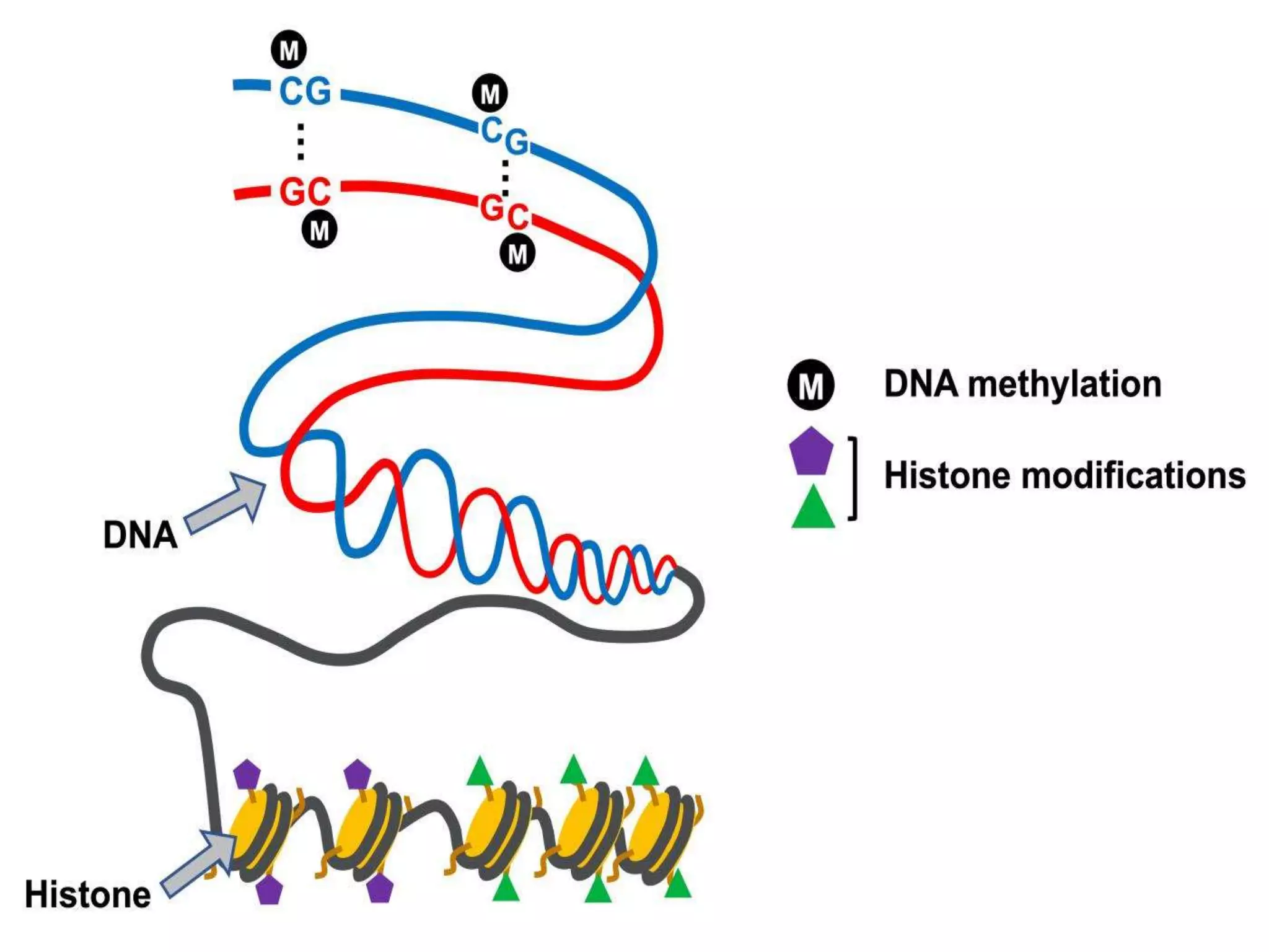 Nucleic acids types and structural overview | PPTX