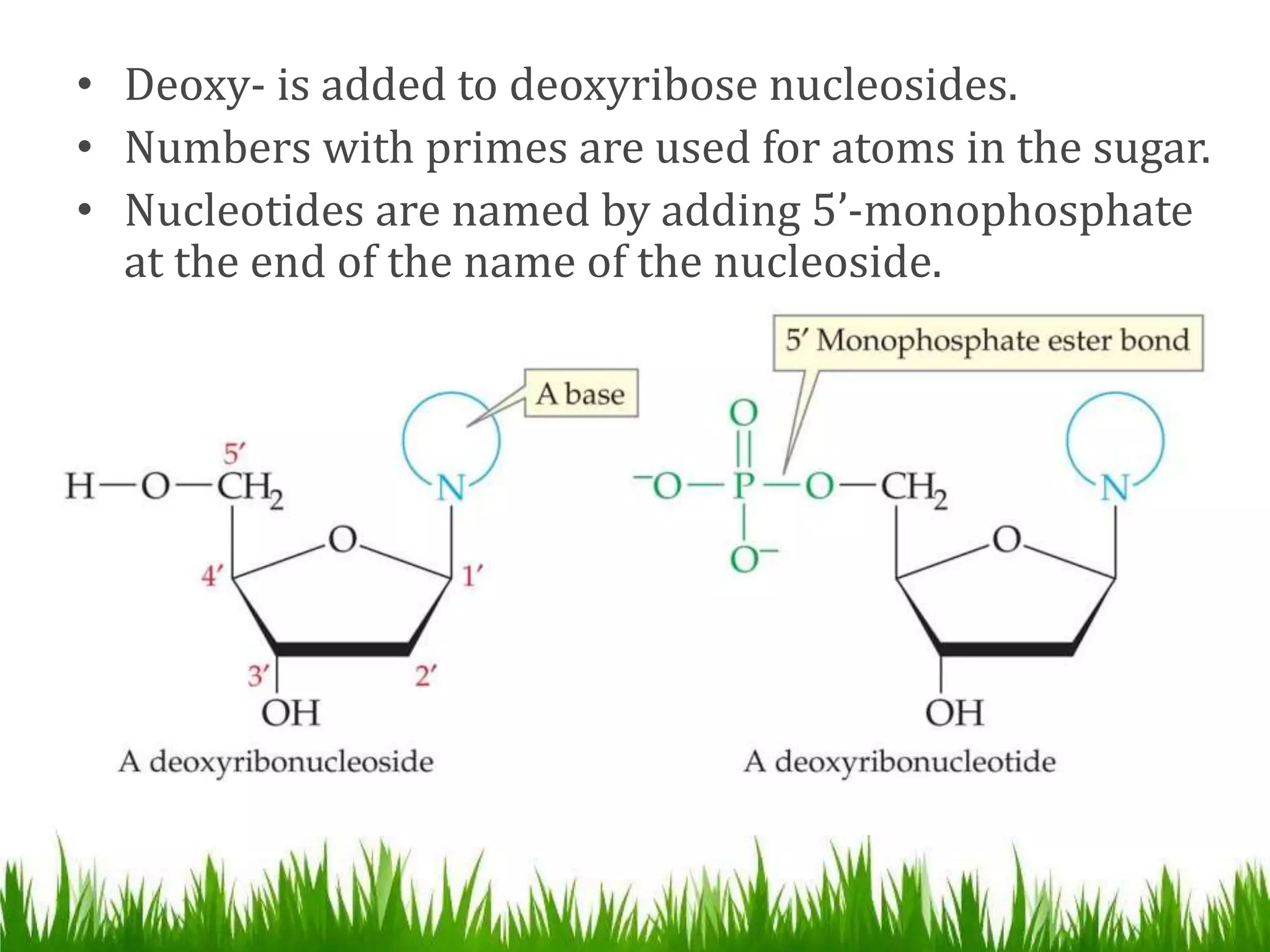 Nucleic acids 2 | PPTX
