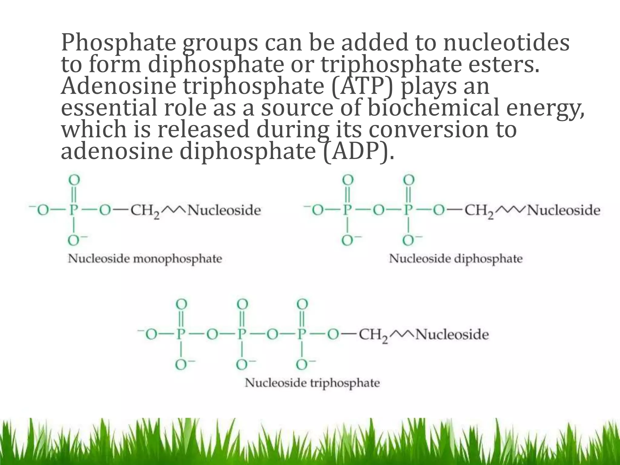 Nucleic acids 2 | PPTX