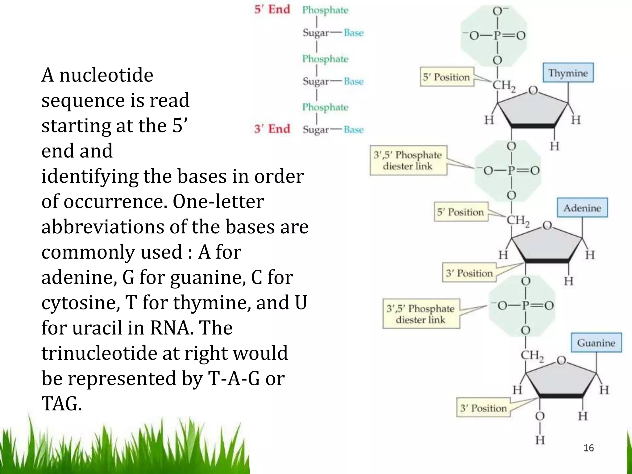 Nucleic acids 2 | PPTX