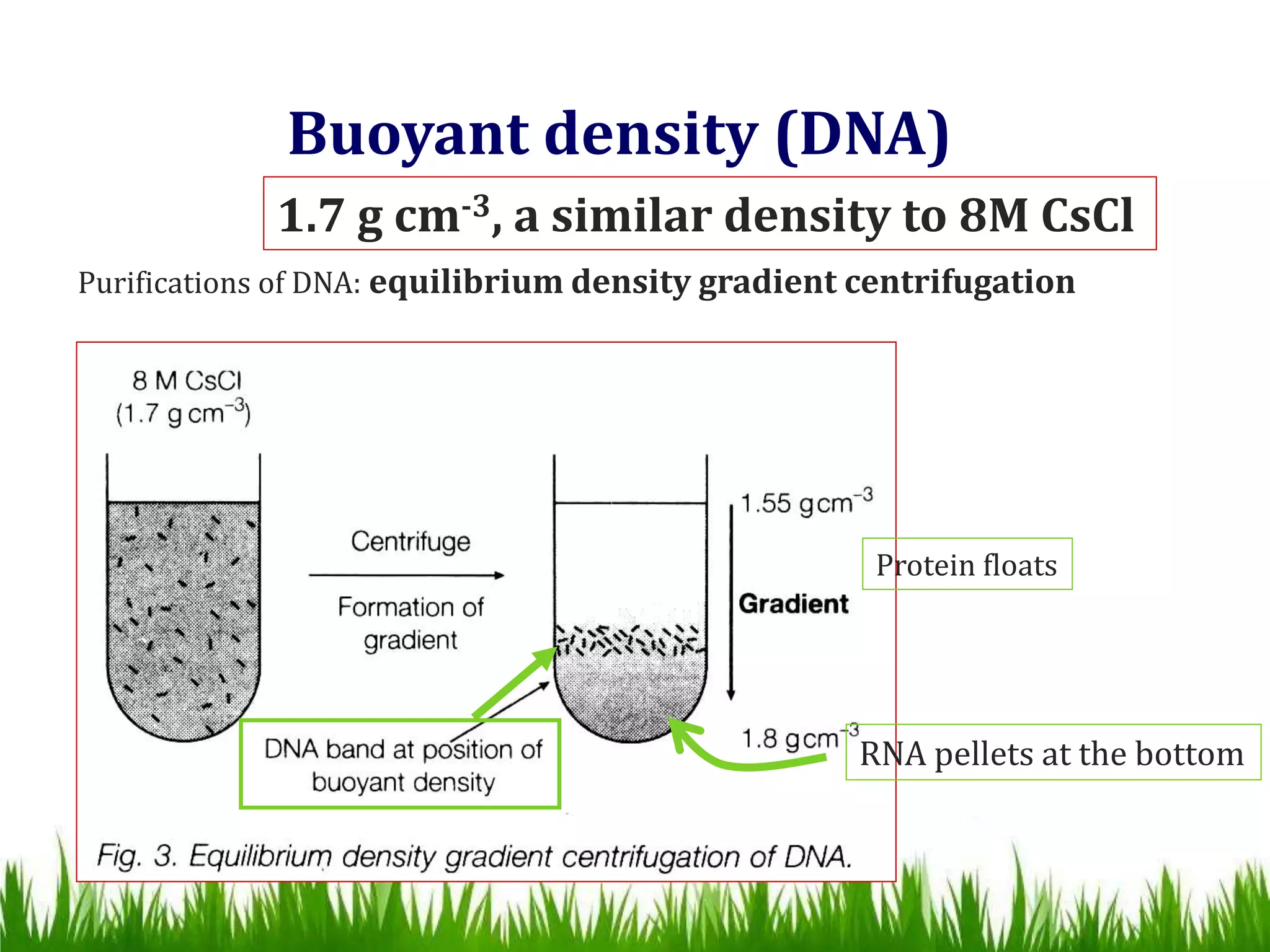 Nucleic acids 2 | PPTX