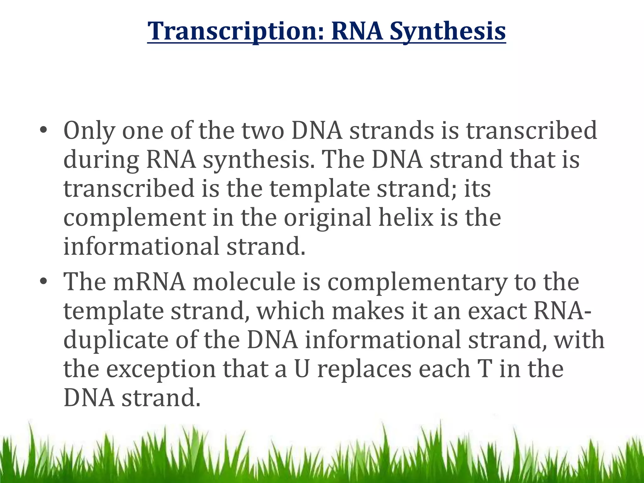Nucleic acids 2 | PPTX