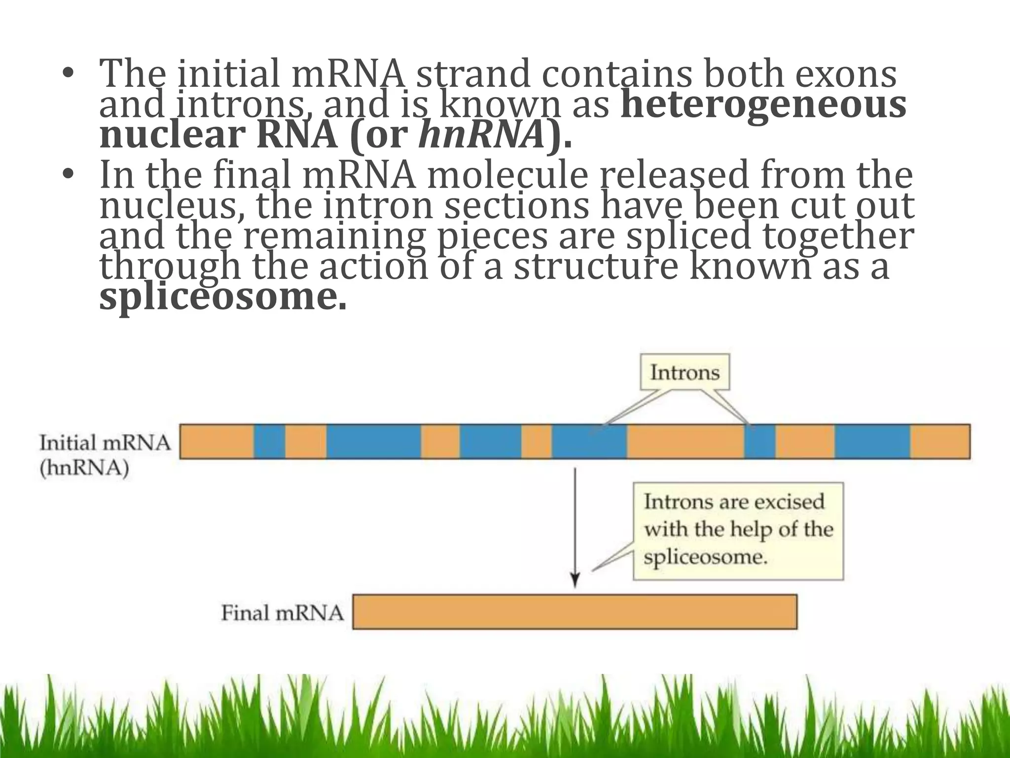 Nucleic acids 2 | PPTX