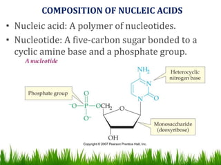 Nucleic acids 2 | PPTX