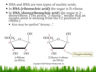 Nucleic acids 2 | PPTX