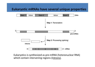 Nucleic Acids Structure and Functions | PDF